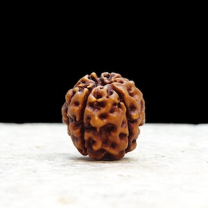 5 Faces/mukhi Big Rudraksha Natural Color 19mm Minimum in - Etsy