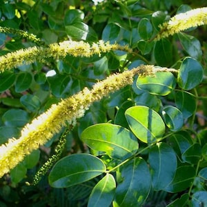 100 Grams of Entada Rheedii Seeds. 4 Shiny, Undrilled Seeds Collected ...