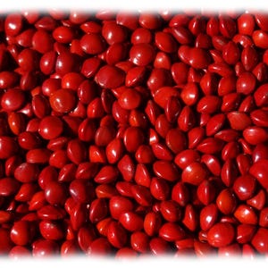 25 Grams of Red Seeds adenanthera Pavonina or Approximately 96 Seeds ...