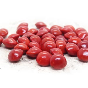 25 Grams of Red Seeds (adenanthera Pavonina) or Approximately 90 Seeds ...