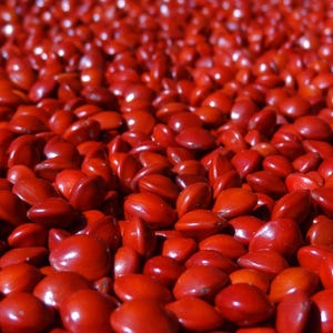 25 Grams of Red Seeds (adenanthera Pavonina) or Approximately 90 Seeds ...