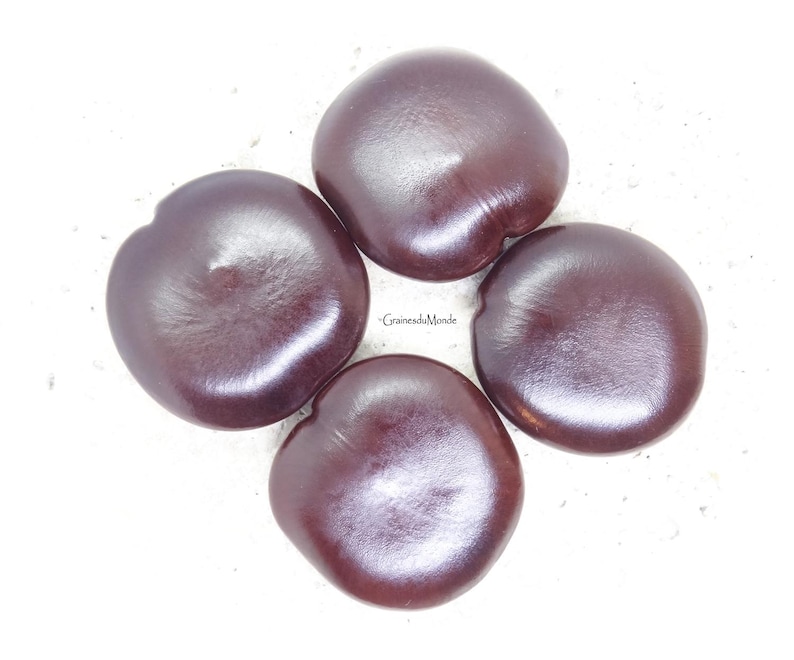 100 Grams of Entada Rheedii Seeds. 4 Shiny, Undrilled Seeds Collected ...