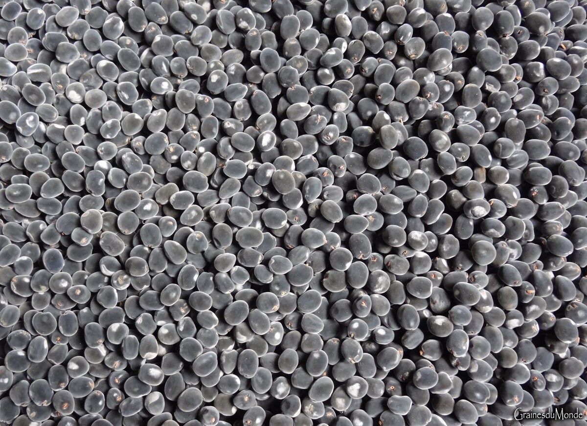 25 grams of mgambo tree seeds (Majidea zanguebarica) or about 70 seeds