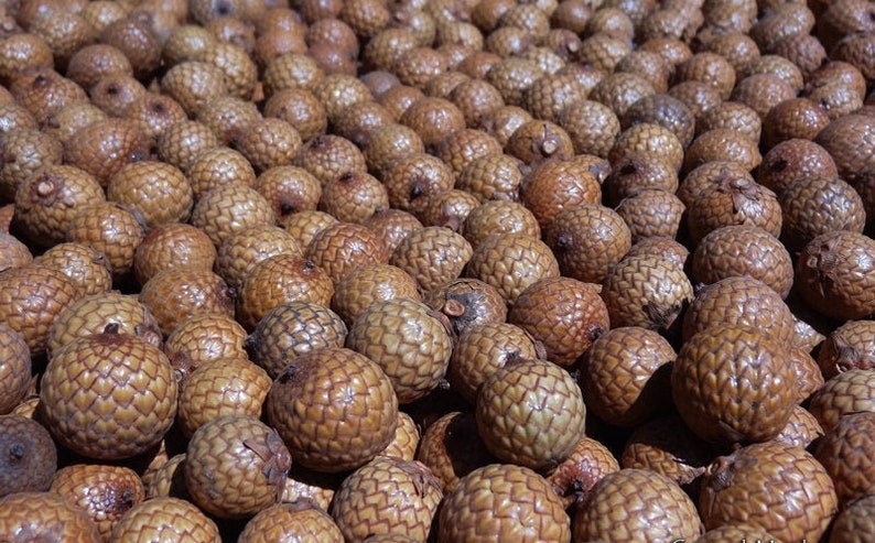 100 grams of Rattan seeds Calamus spp. Or about 50 fruits / | Etsy