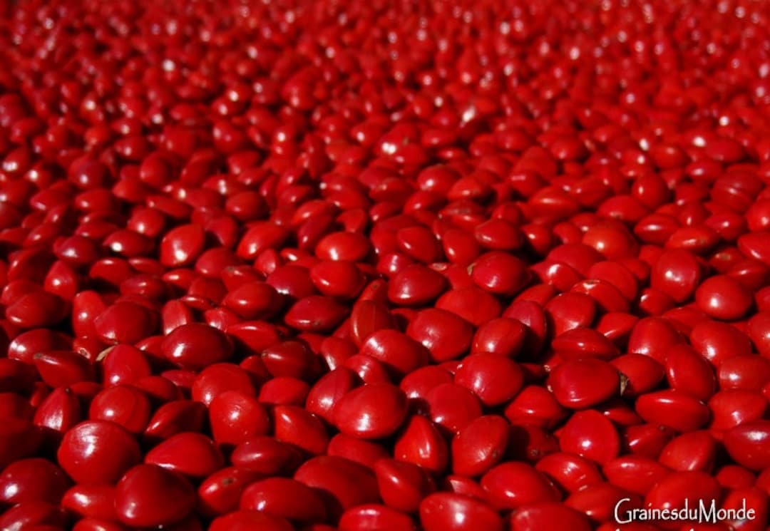 25 Grams of Red Seeds (adenanthera Pavonina) or Approximately 90 Seeds ...