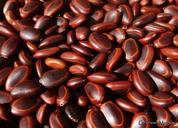 50 gramos de semillas de Guanacaste Enterolobium cyclocarpum - Etsy España