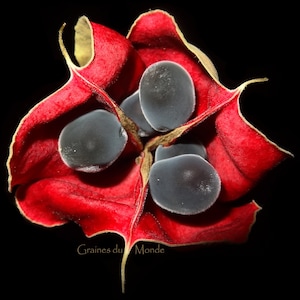 25 Grams of Mgambo Tree Seeds majidea Zanguebarica or About 70 Seeds ...