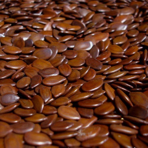 25 Grams of Mgambo Tree Seeds majidea Zanguebarica or About - Etsy