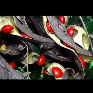 25 Grams of Red Seeds (adenanthera Pavonina) or Approximately 90 Seeds ...