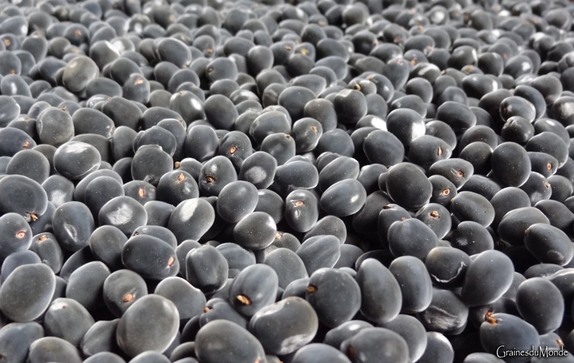 25 Grams of Mgambo Tree Seeds (majidea Zanguebarica) or About 70 Seeds ...