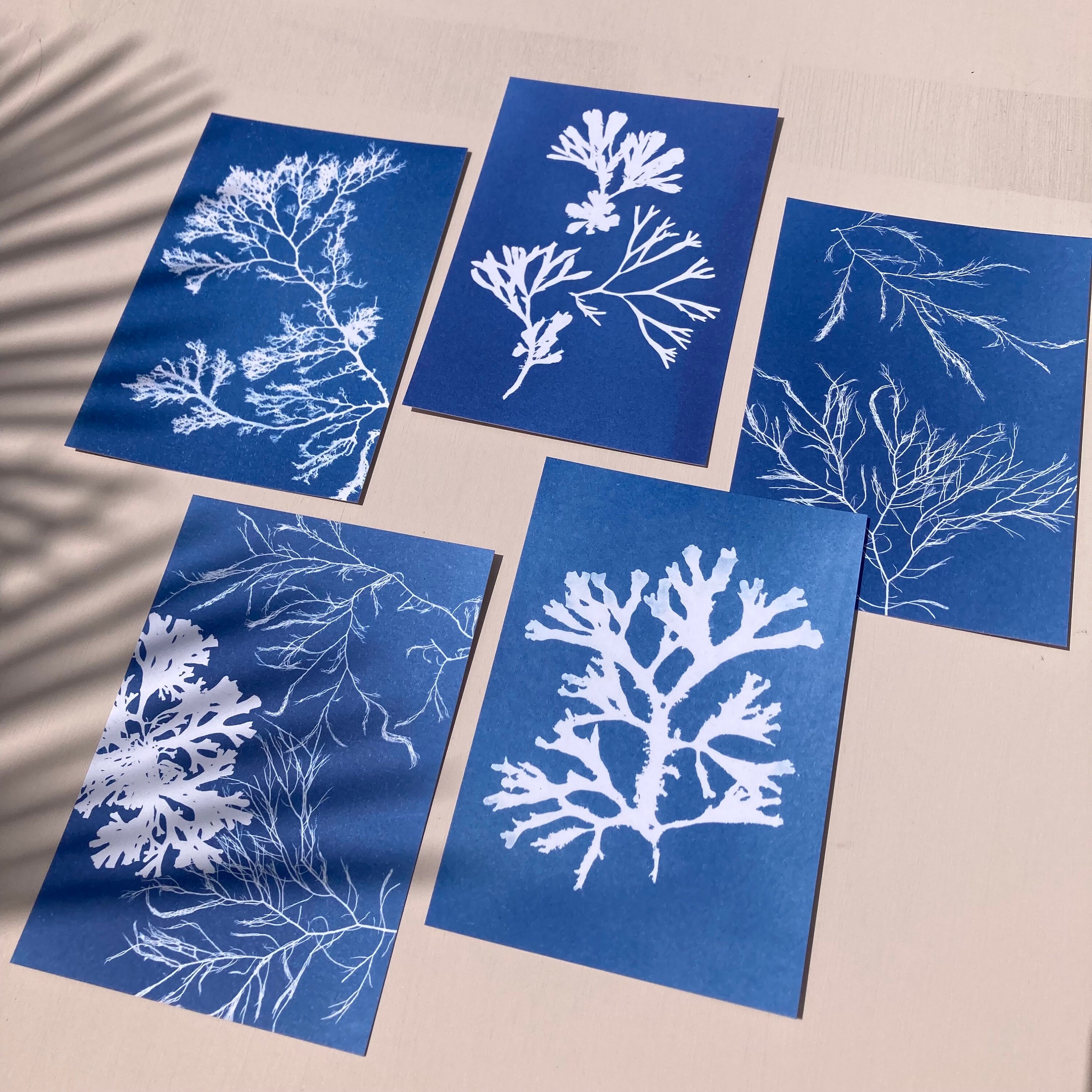Art Postcards Bundle, British Seaweed Part 2, Cyanotype Postcard Set ...