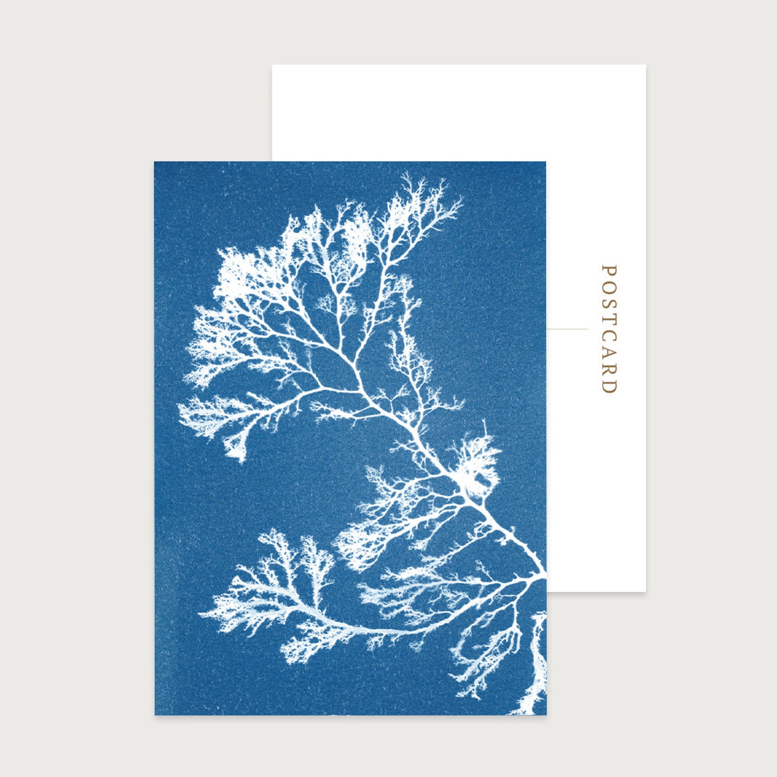 Art Postcards Bundle, British Seaweed Part 2, Cyanotype Postcard Set ...