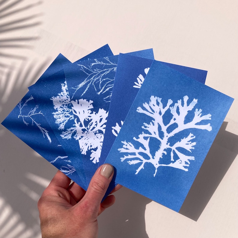 Art Postcards Bundle, British Seaweed Part 2, Cyanotype Postcard Set ...