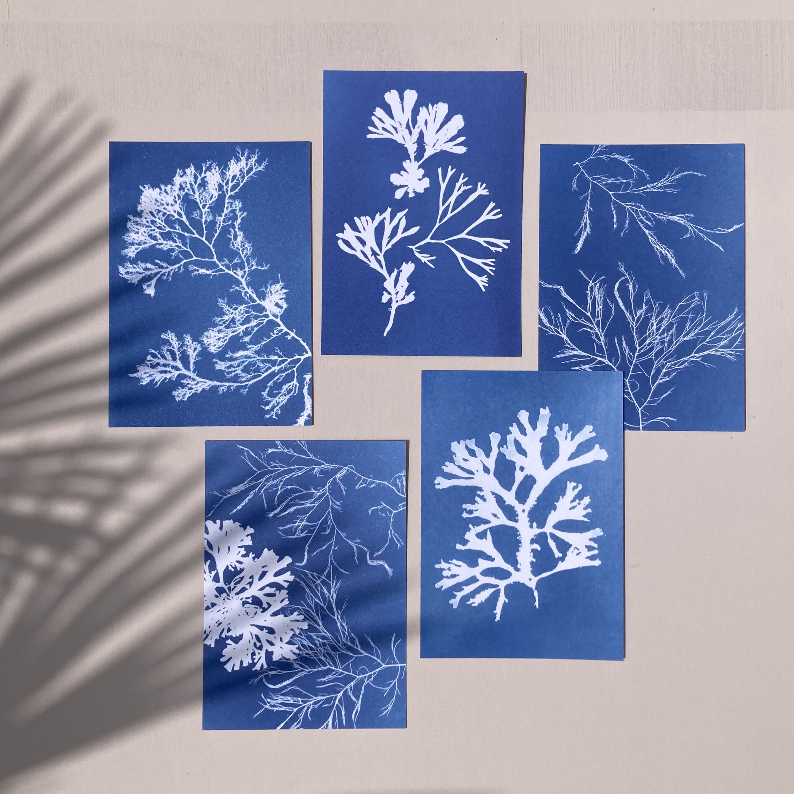 Art Postcards Bundle, British Seaweed Part 2, Cyanotype Postcard Set ...
