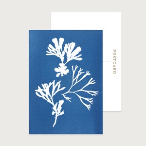 Art Postcards Bundle, British Seaweed Part 2, Cyanotype Postcard Set ...