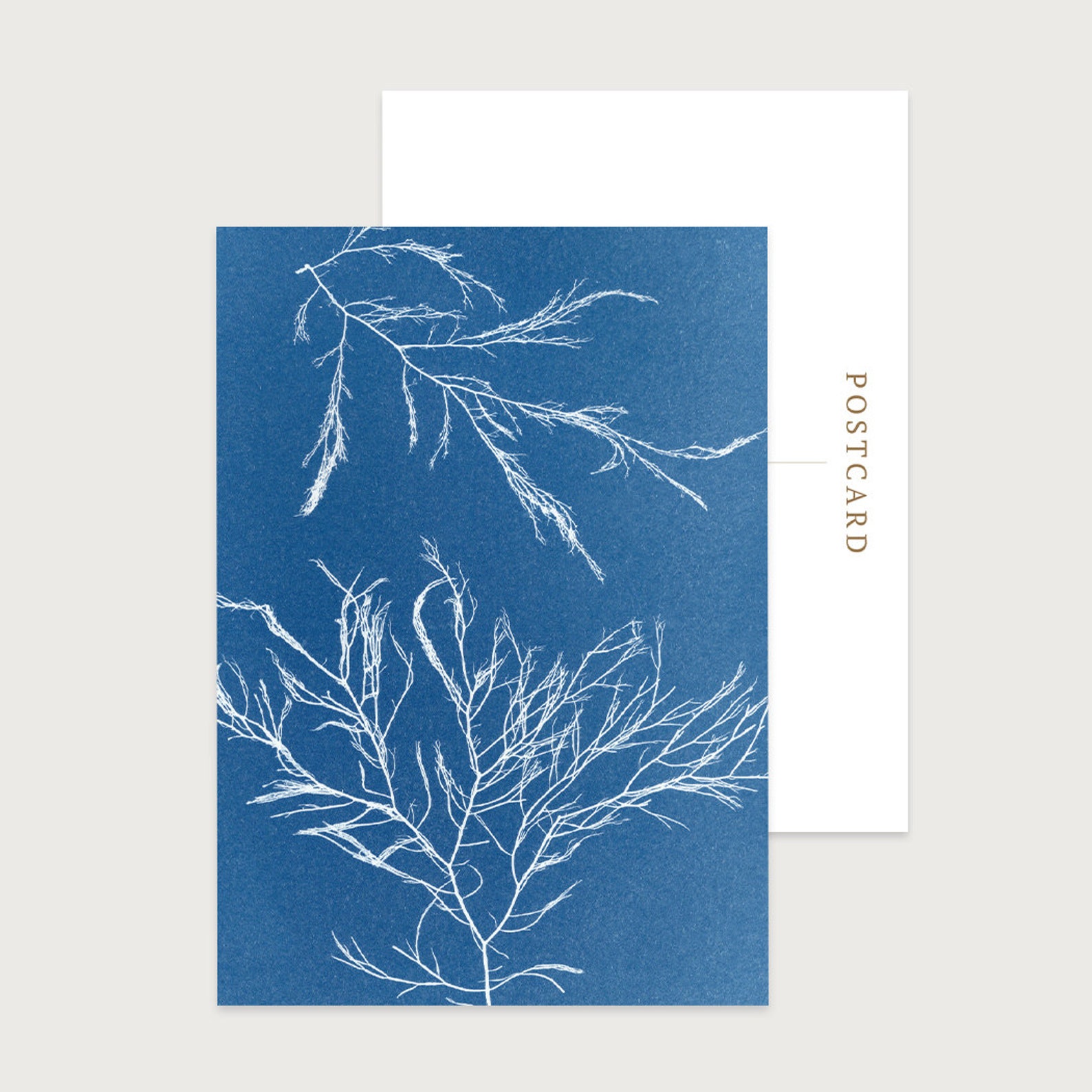 Art Postcards Bundle, British Seaweed Part 2, Cyanotype Postcard Set ...