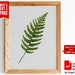 Fern Cross Stitch Pattern. Plant Cross Stitch PDF. Homely Plant ...