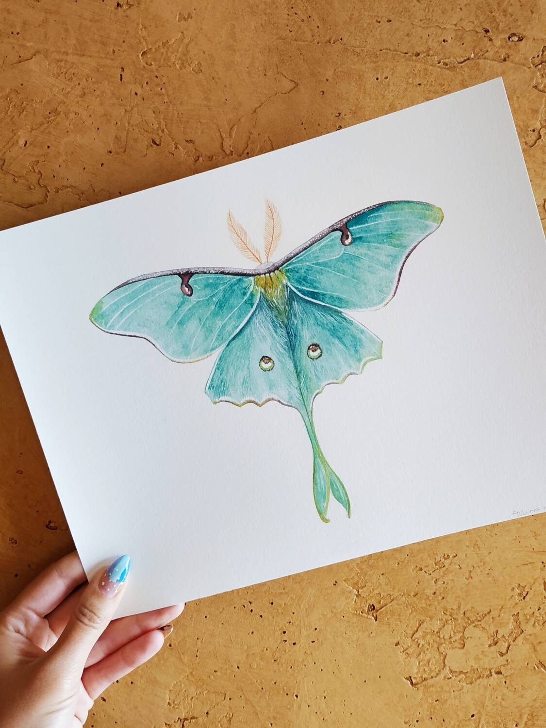 Home & Living Lunar Moth Painting Luna Moth Print of Insect Taxidermy ...