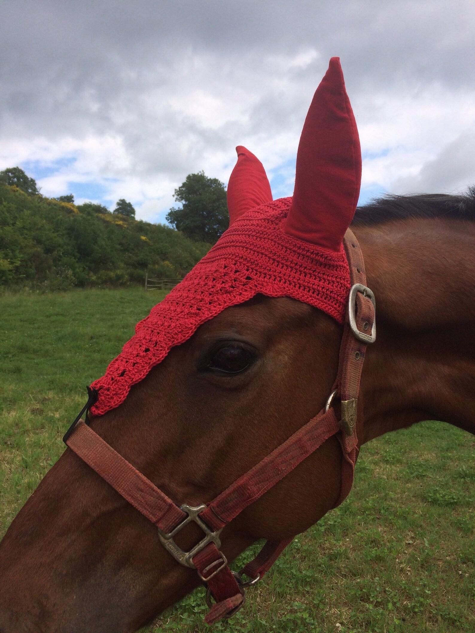 Long COB or Horse Beanie, Red Riding Beanie Long Beanie Protects ...