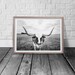 Longhorn Print, Digital Download, Cattle Photography, Range Wall Art ...