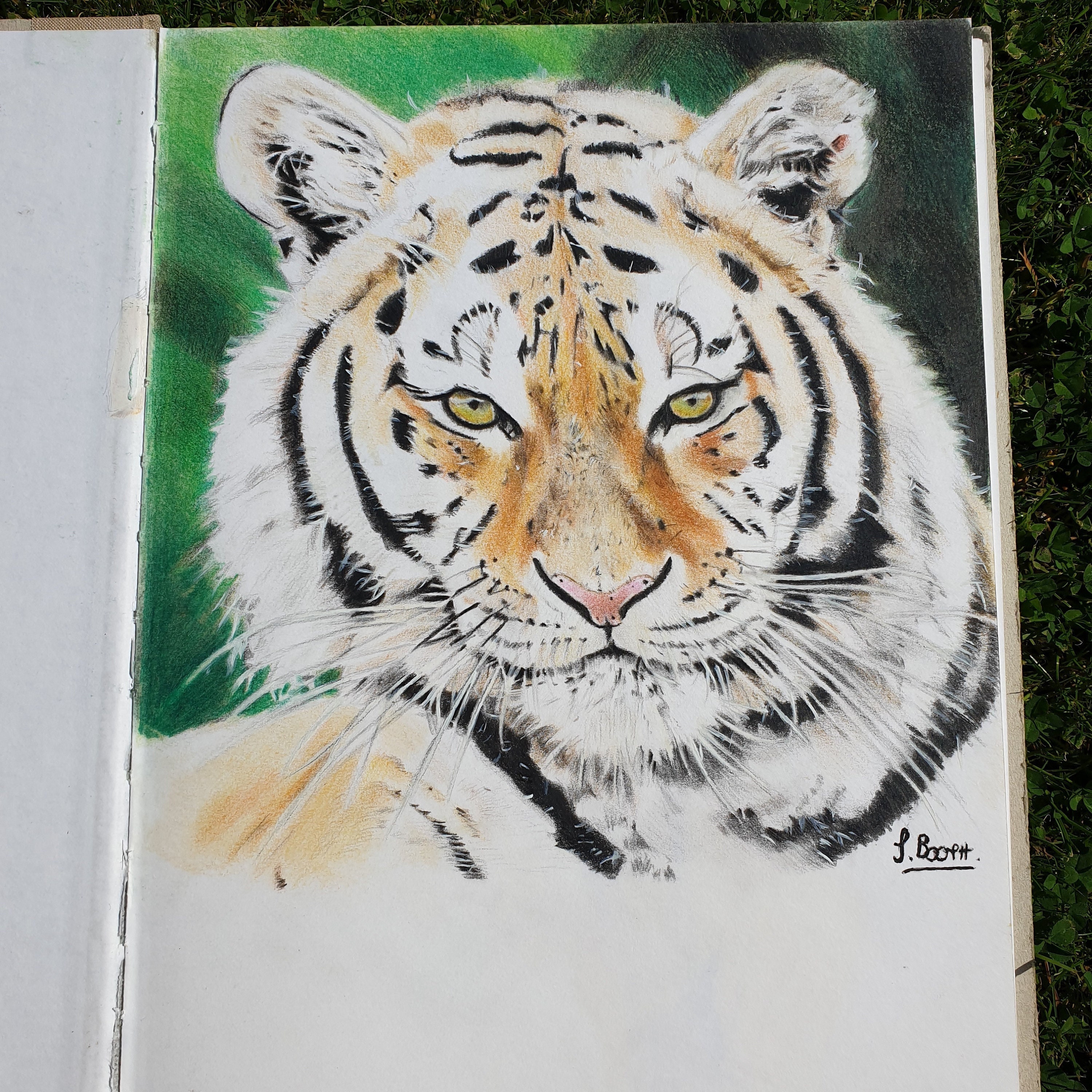 Sumatran Tiger Original Pencil Drawing . A4. - Etsy