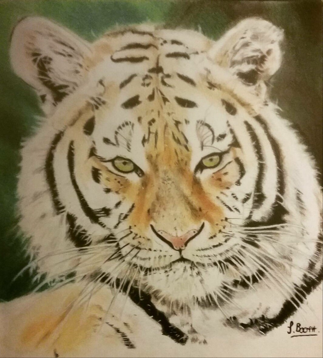 Sumatran Tiger Original Pencil Drawing . A4. - Etsy