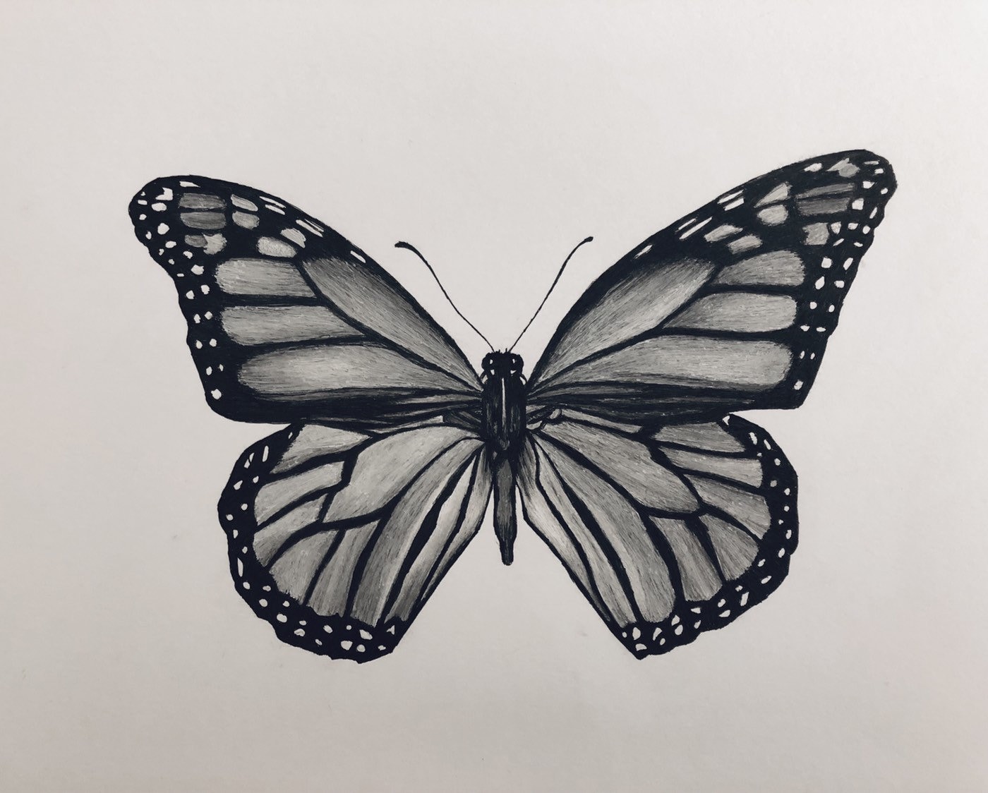 Monarch Butterfly Drawing