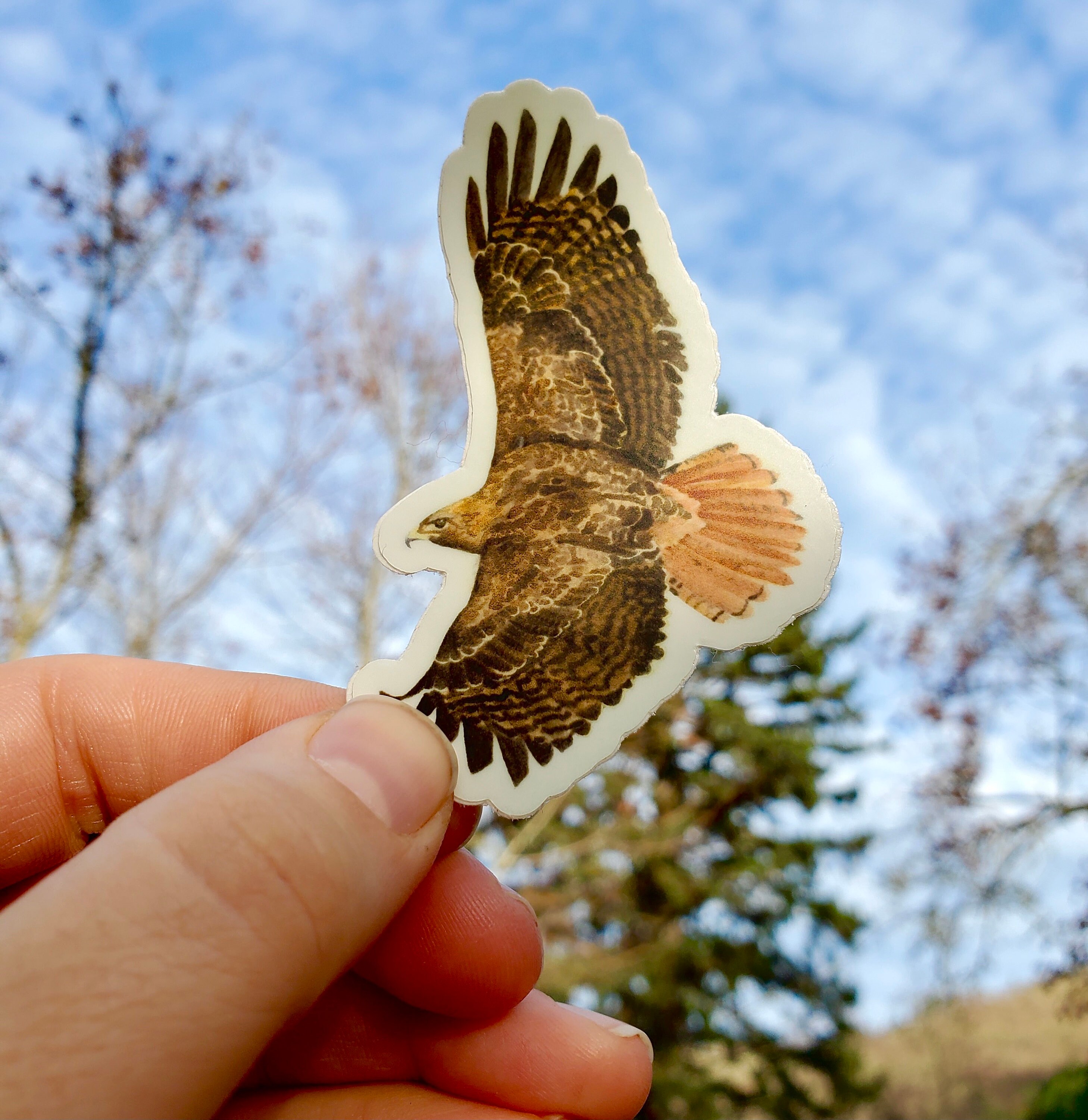 Red Tailed Hawk Vinyl Sticker by Ashley Nelson - Etsy