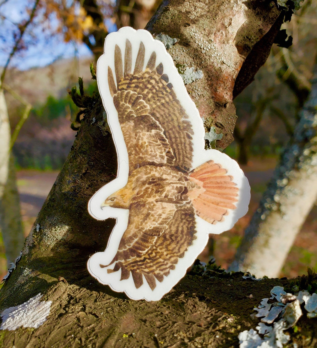 Red Tailed Hawk Vinyl Sticker by Ashley Nelson - Etsy