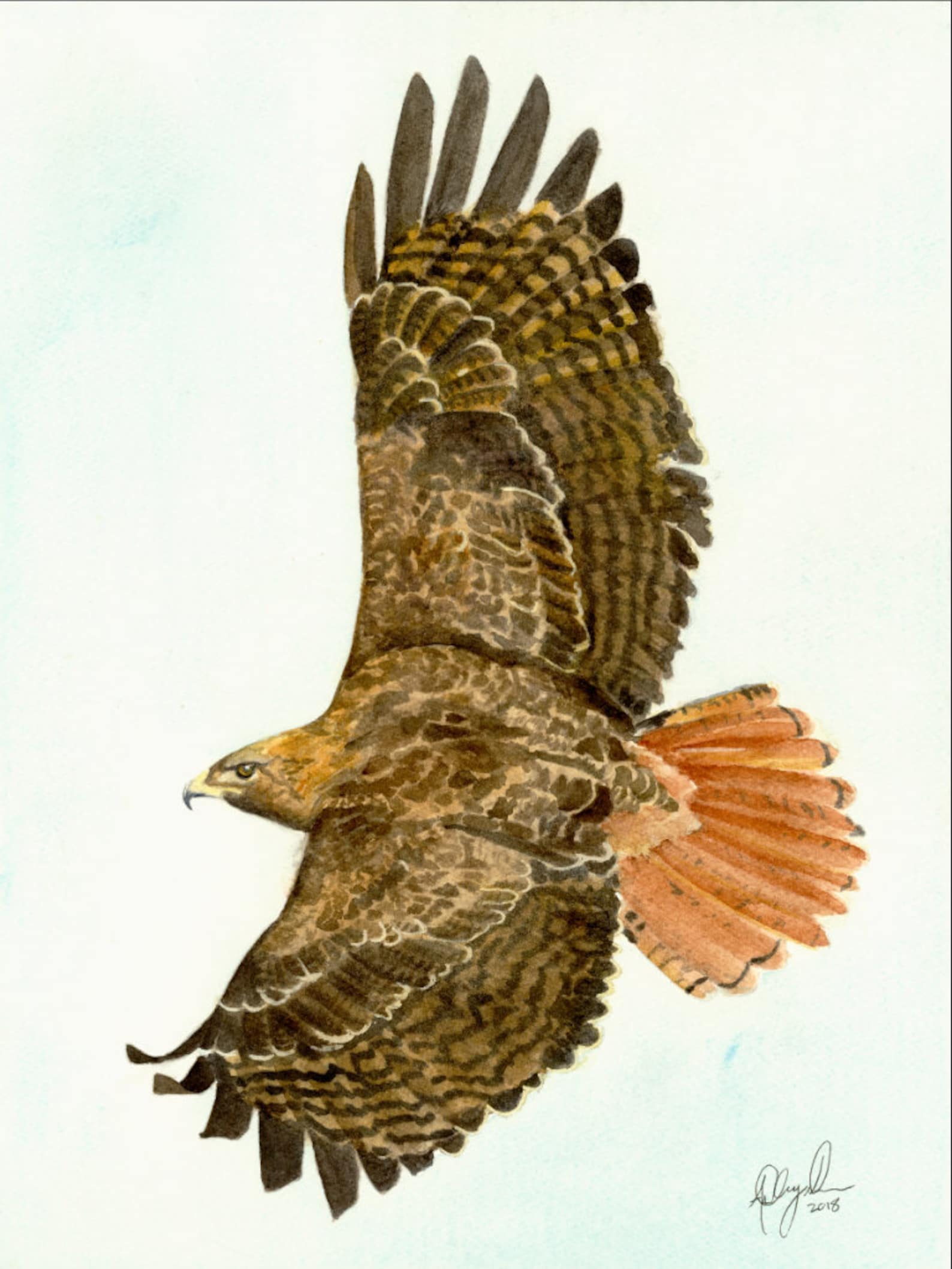 Red Tailed Hawk, Fine Art Watercolor Print by Ashley Nelson - Etsy