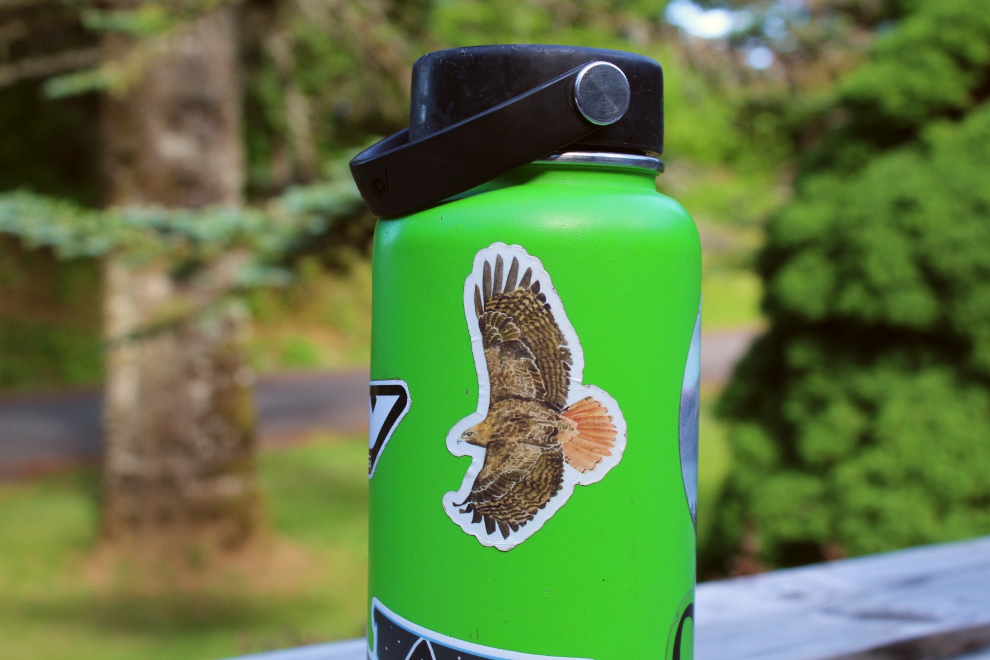 Red Tailed Hawk Vinyl Sticker by Ashley Nelson | Etsy