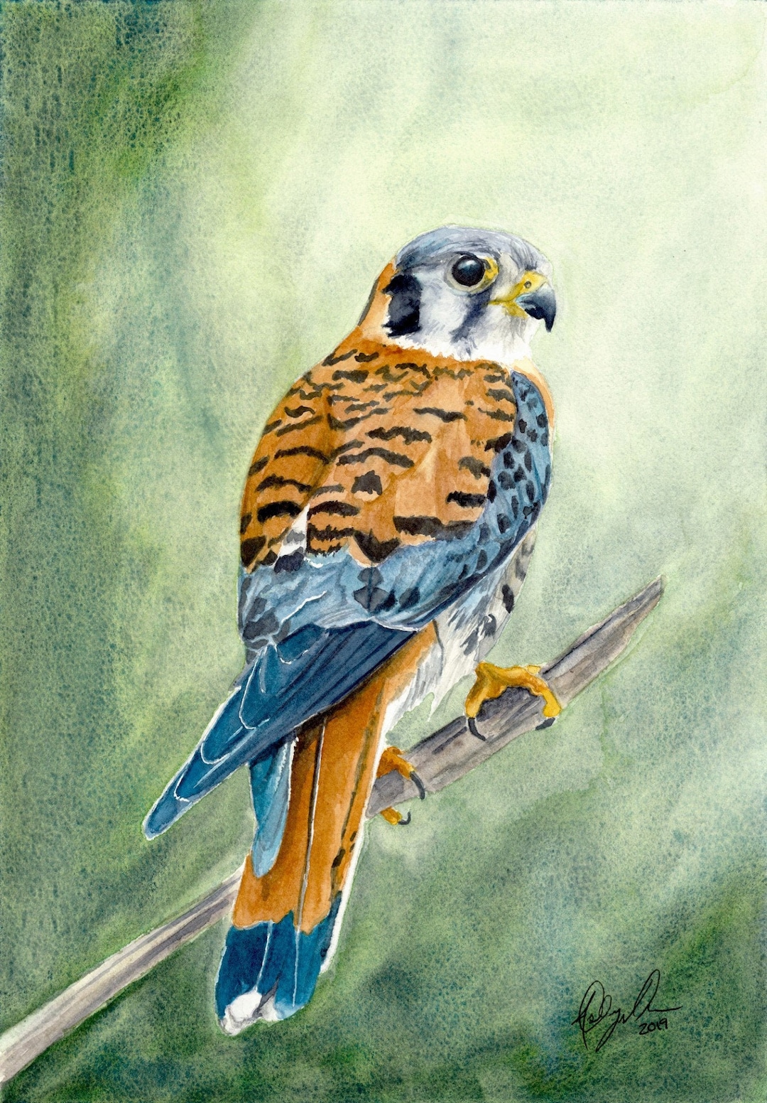 Kestrel Watercolor, Fine Art Watercolor Print by Ashley Nelson - Etsy