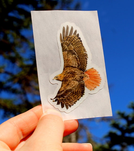 Red Tailed Hawk Vinyl Sticker by Ashley Nelson | Etsy