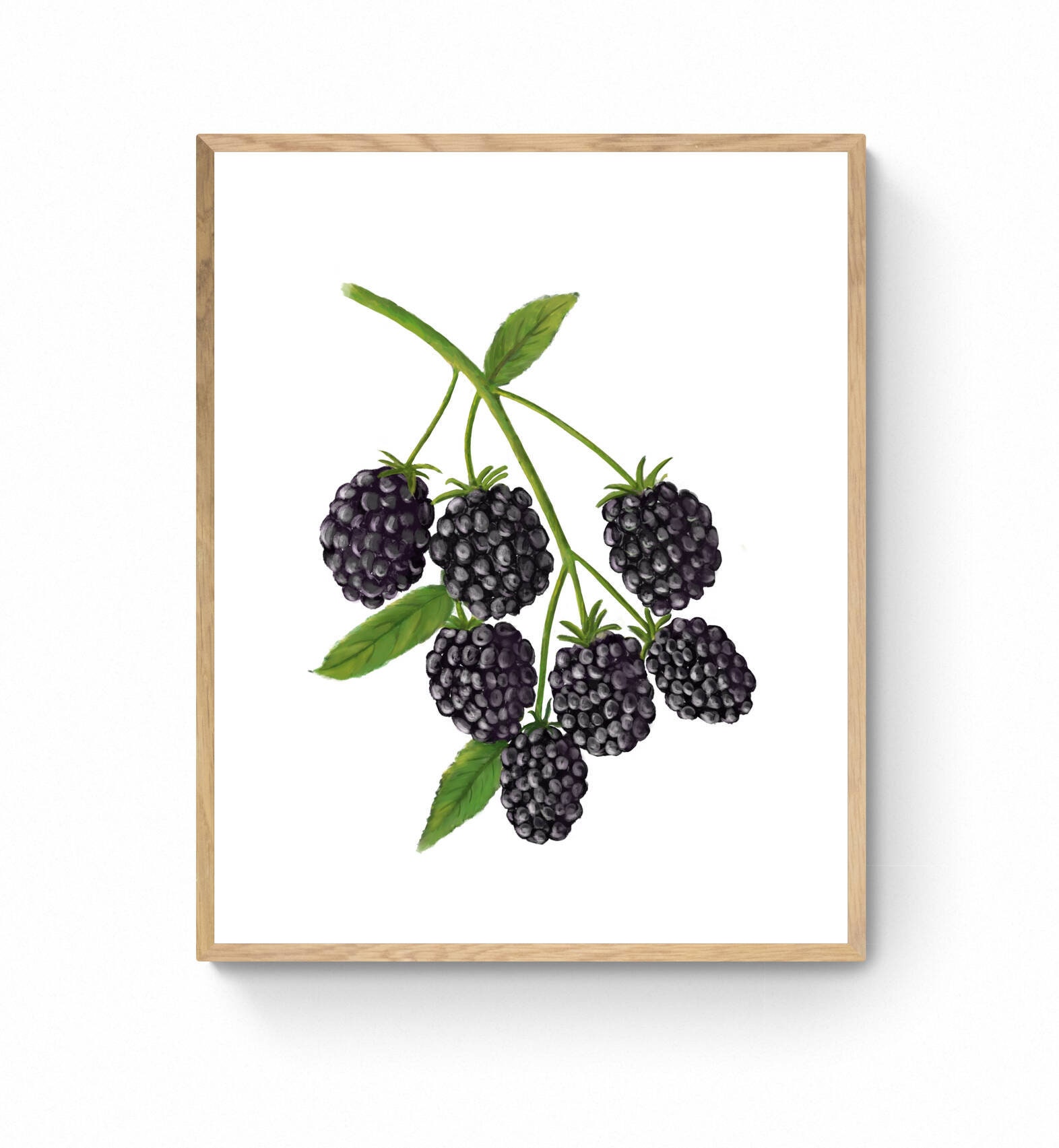 Blackberry Plant Drawing