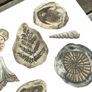 Fossil Print, Paleontology Print, Rock Specimen Geology Chart, Ammonite ...