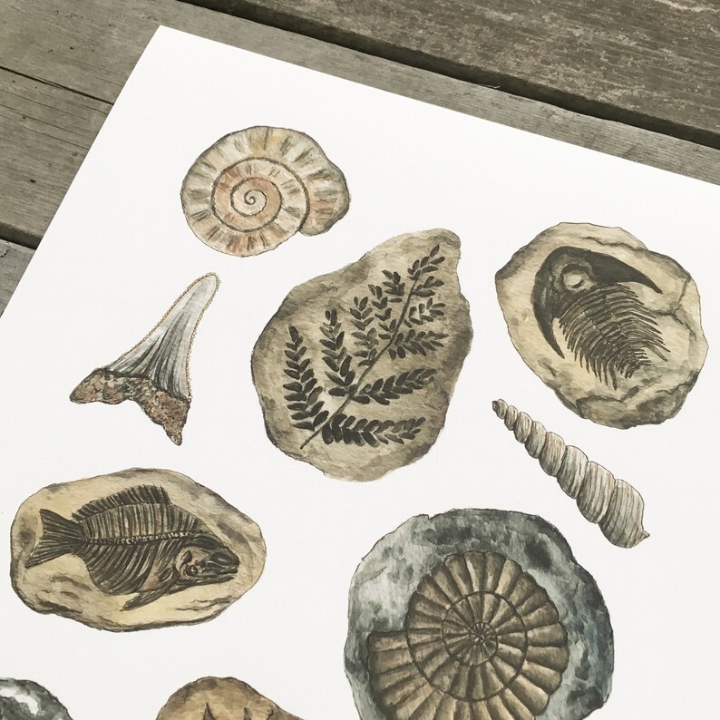 Fossil Print, Paleontology Print, Rock Specimen Geology Chart, Ammonite ...