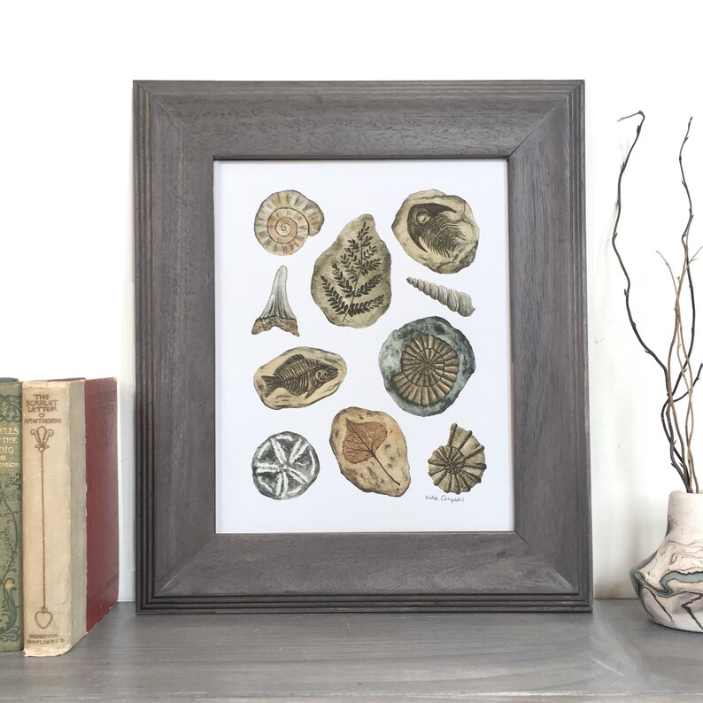 Fossil Print, Paleontology Print, Rock Specimen Geology Chart, Ammonite ...