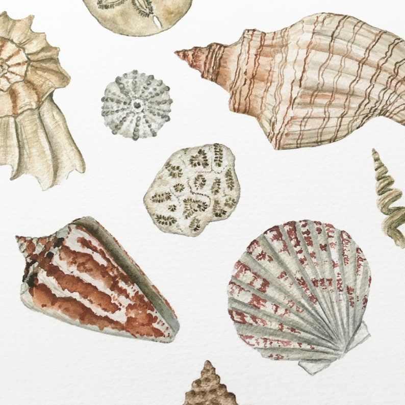 Watercolor Seashell Art Print, Ocean Wall Art, Beach House Decor ...