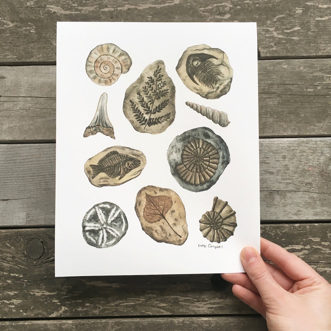 Fossil Print, Paleontology Print, Rock Specimen Geology Chart, Ammonite ...