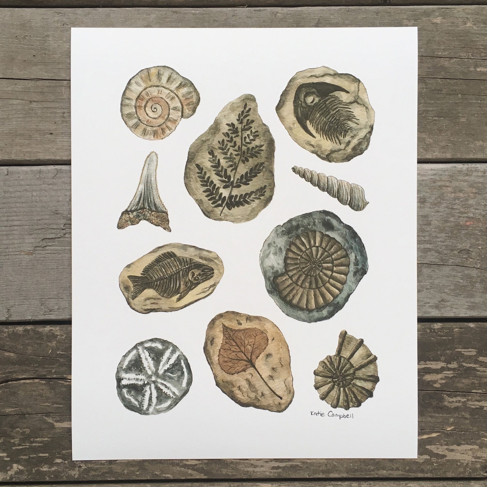 Fossil Print, Paleontology Print, Rock Specimen Geology Chart, Ammonite ...