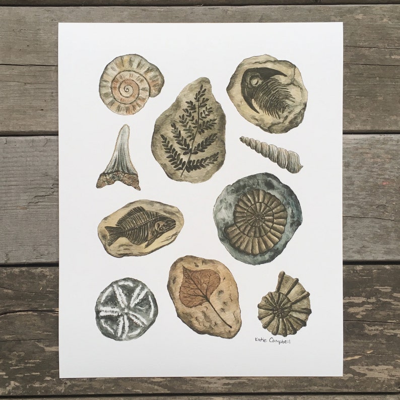 Fossil Print Paleontology Print Rock Specimen Geology Chart - Etsy