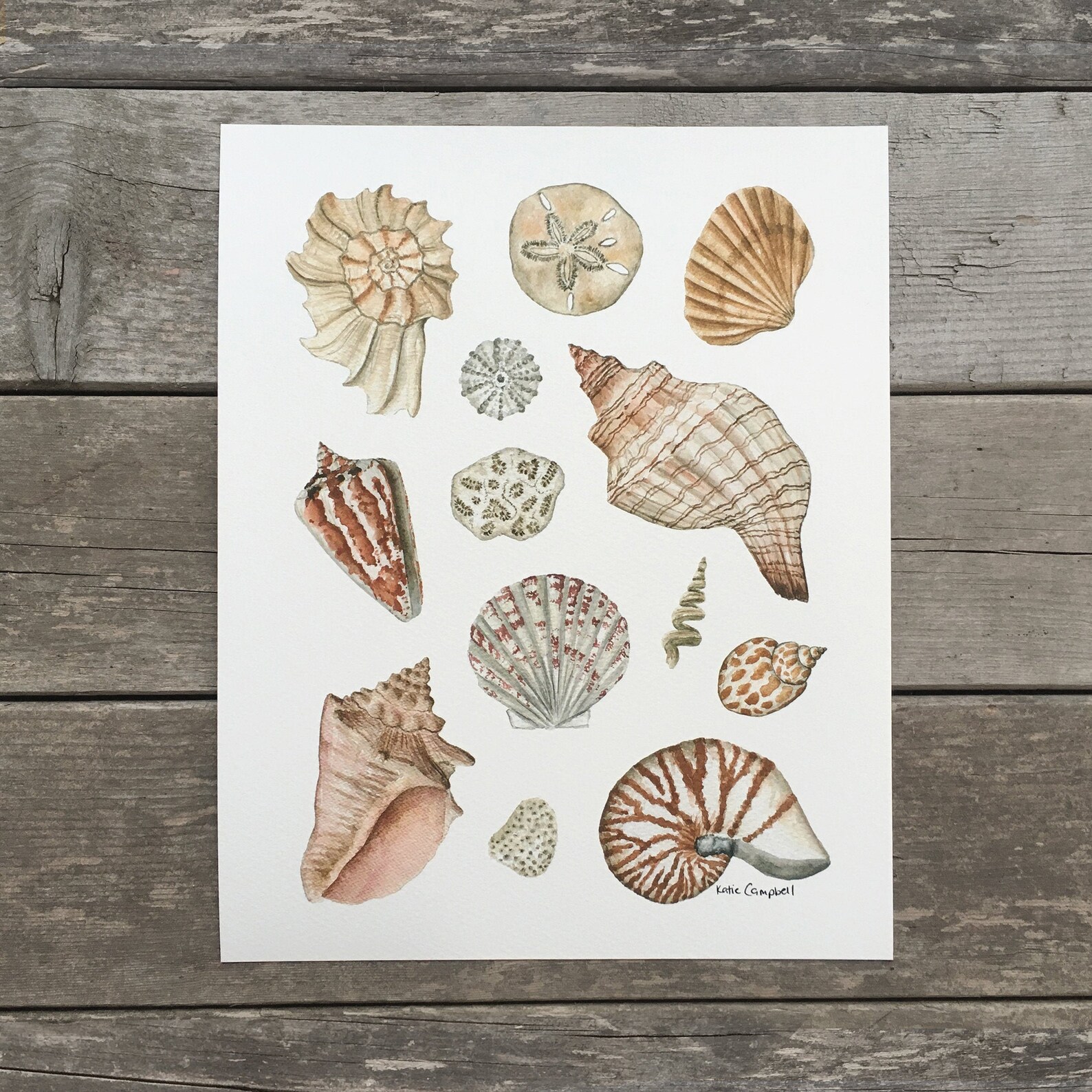 Watercolor Seashell Art Print Ocean Wall Art Beach House - Etsy