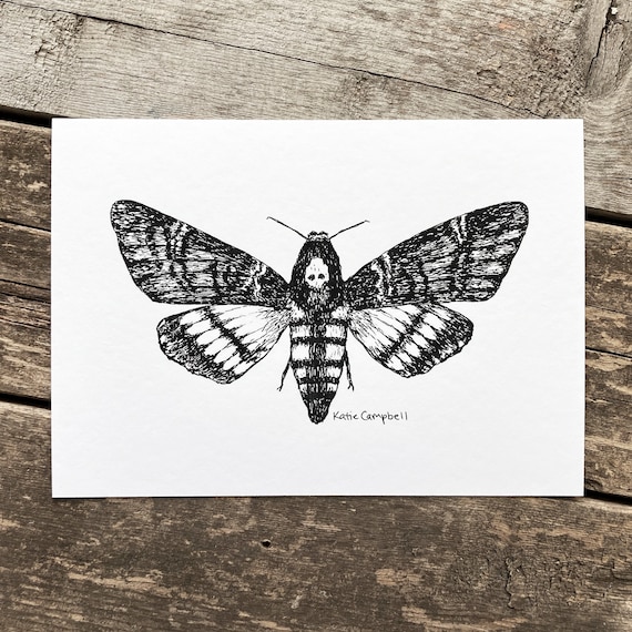 Deaths Head Moth Drawing