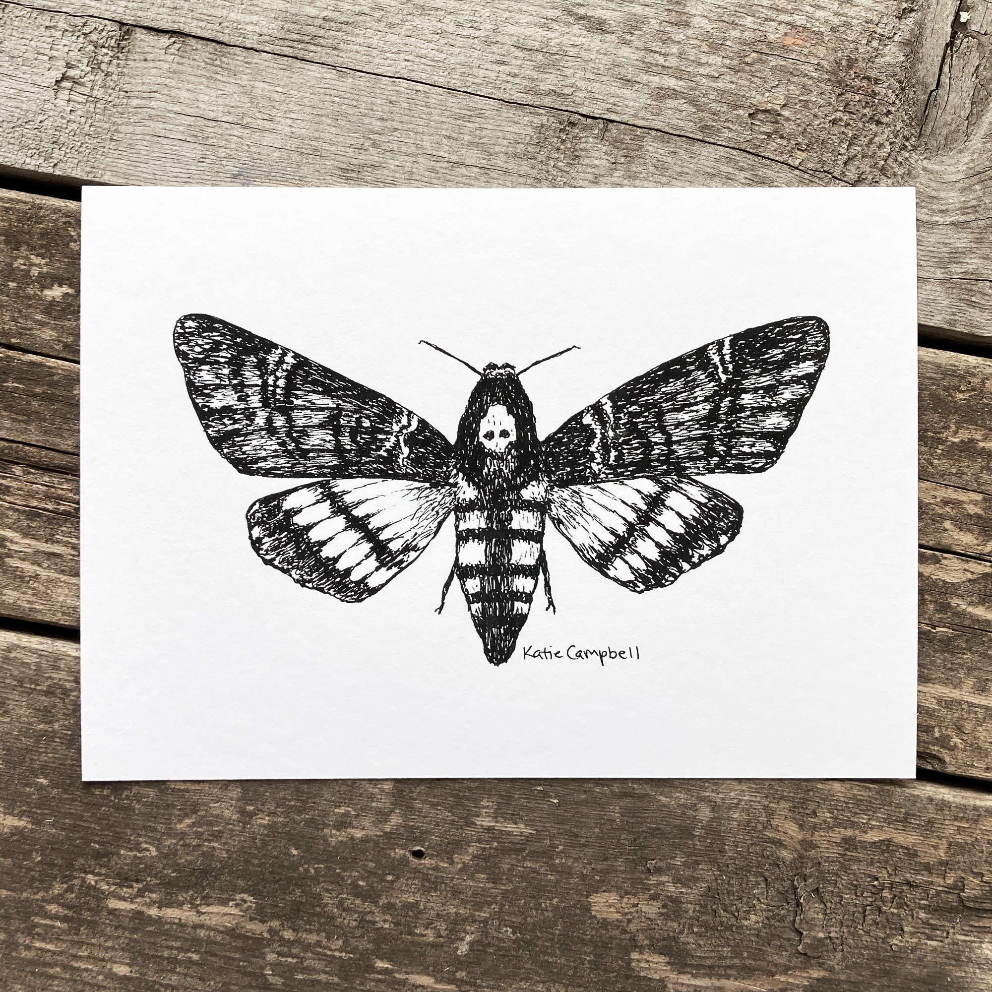 Deaths Head Moth Illustration