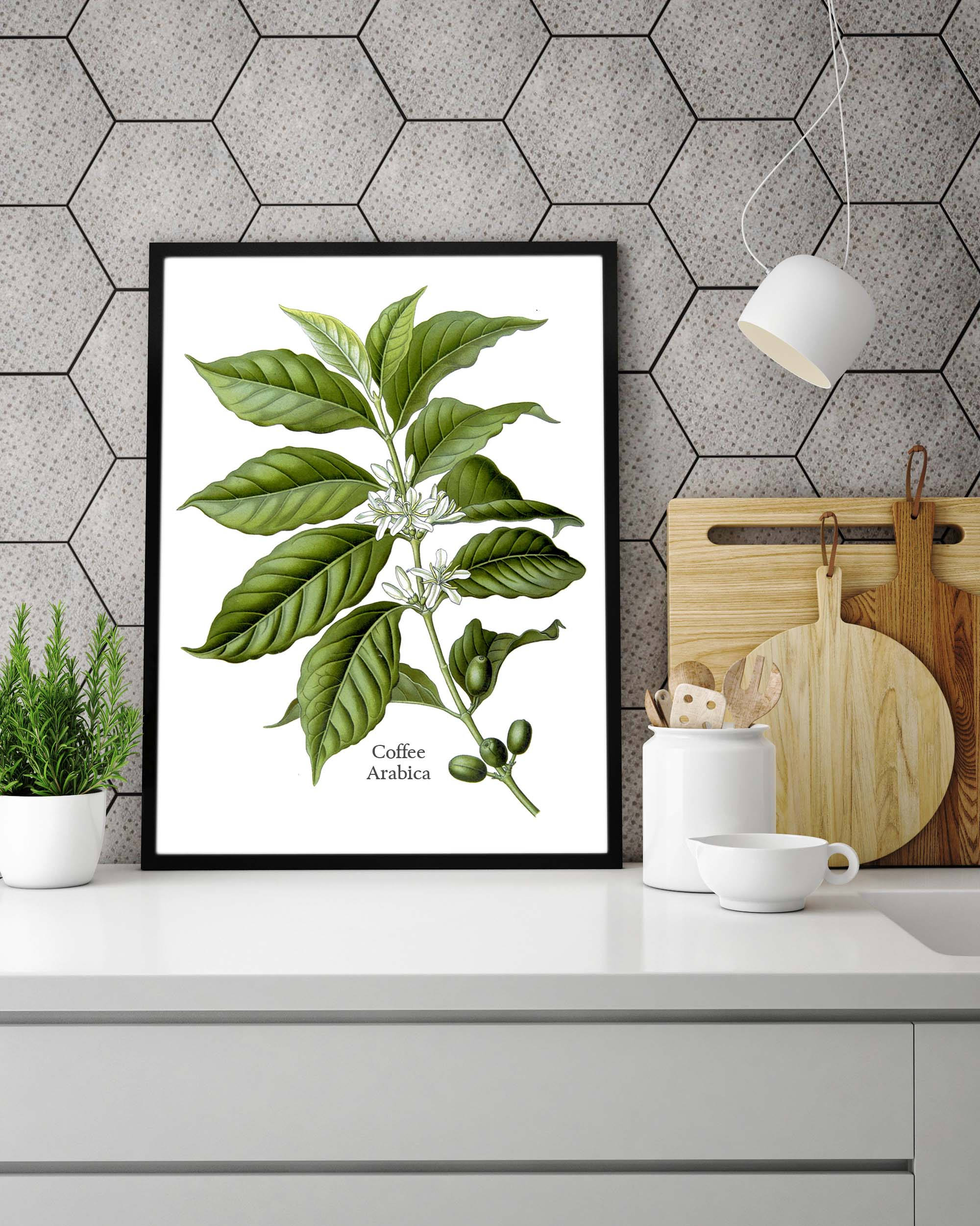 VINTAGE COFFEE PRINT Botanical Print of the Coffee Plant Green - Etsy
