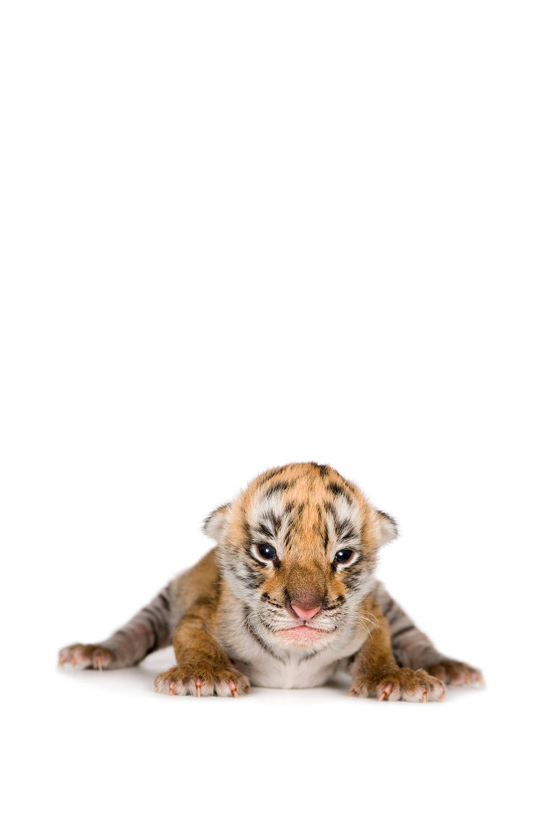 BABY TIGER CUB Adorable Baby Tiger Cub Baby Shower Gift Nursery Art ...