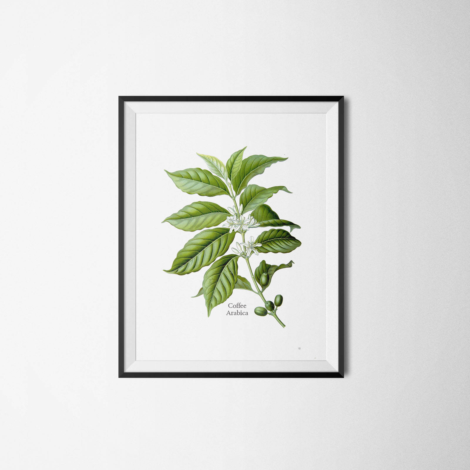VINTAGE COFFEE PRINT Botanical Print of the Coffee Plant Green - Etsy