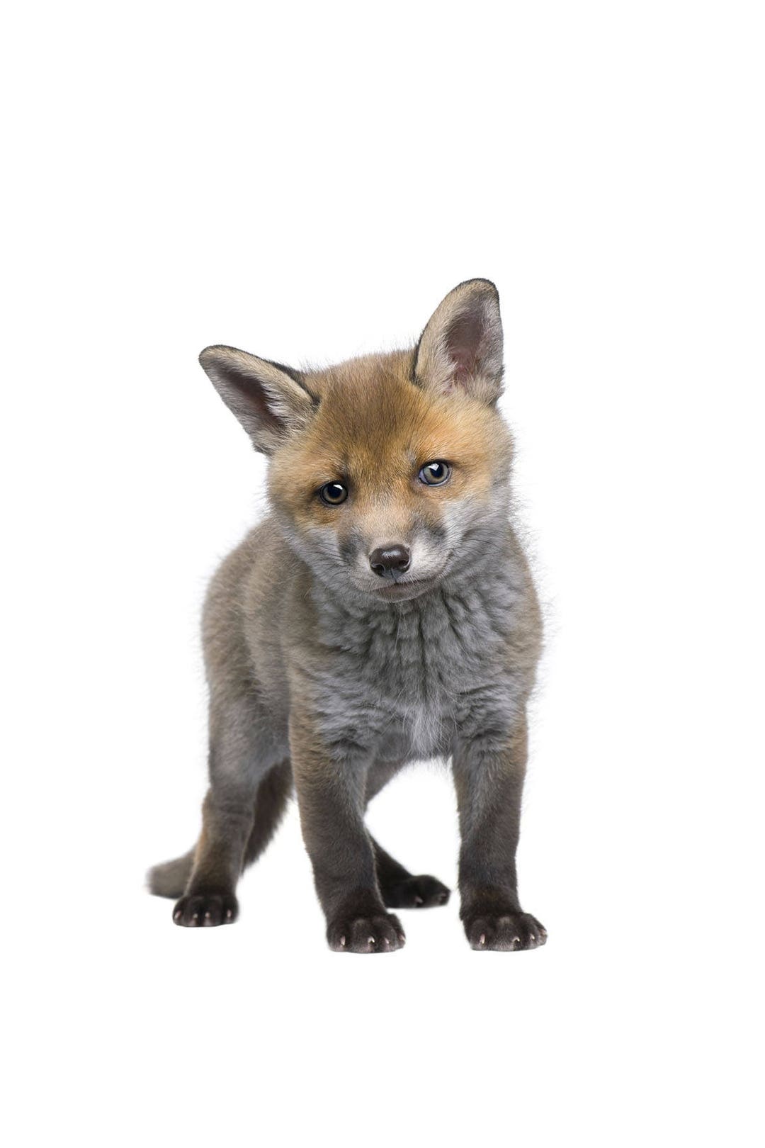 FUNNY BABY FOX Print Baby Animal Print Funny Baby Animals Funny Animals ...