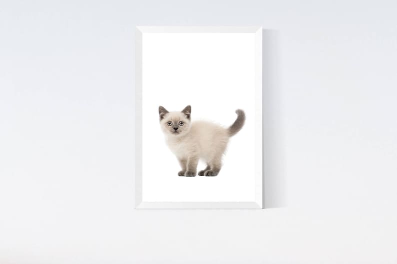 Siamese Kitten for Nursery, Quick Baby Shower Gift, Funny Little Kitten ...