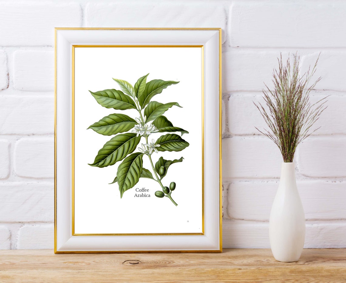 VINTAGE COFFEE PRINT Botanical Print of the Coffee Plant Green - Etsy